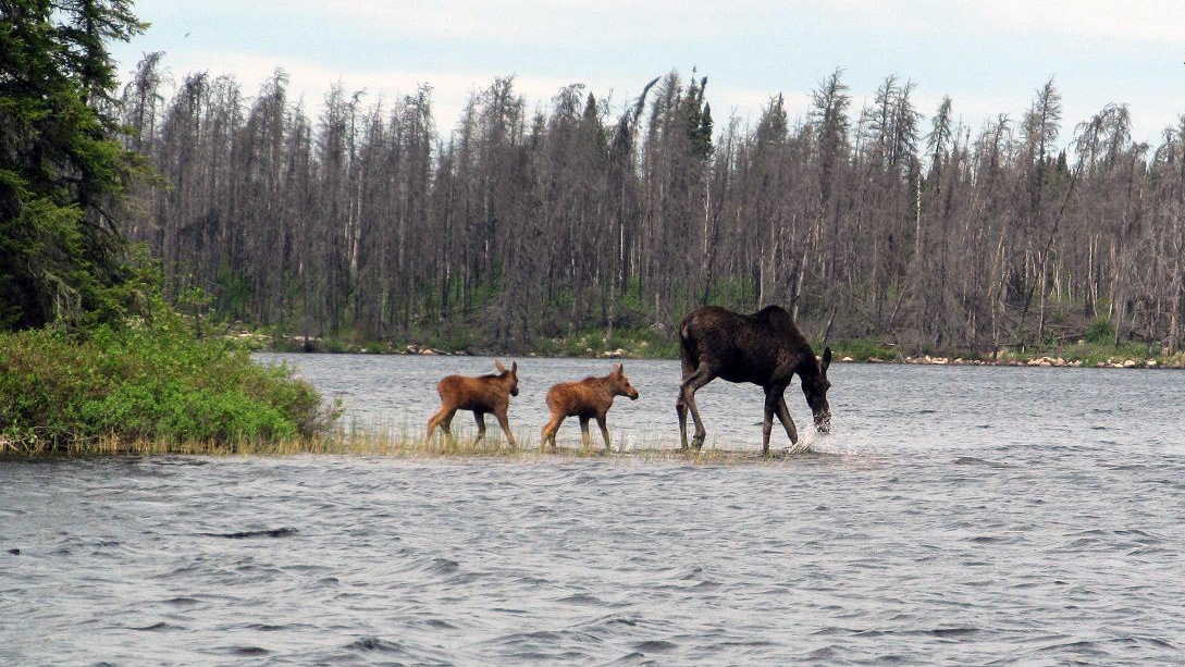 Amik Outposts/Lac Seul Airways Ltd | Sunset Country, Ontario, Canada