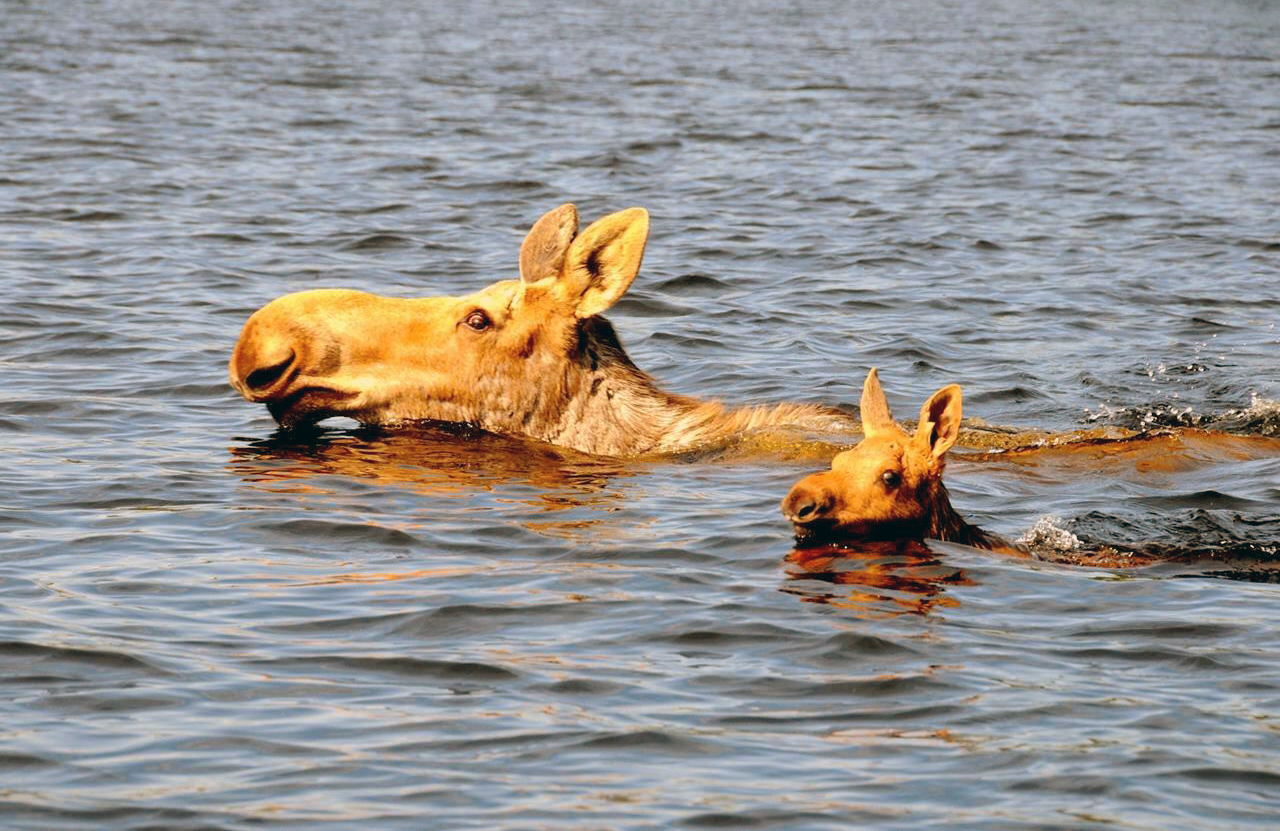 Crow Rock Lodge | Sunset Country, Ontario, Canada