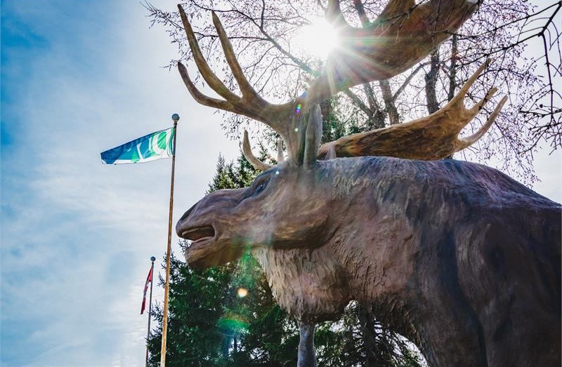 Max the Moose | Sunset Country, Ontario, Canada