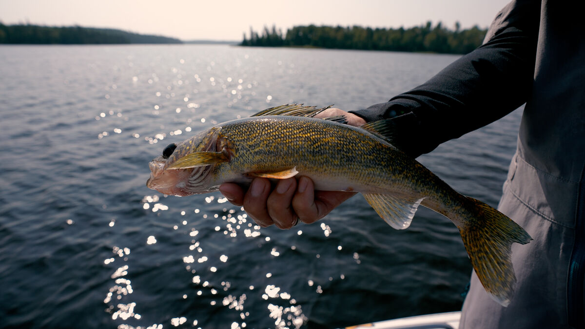 5 Interesting Things About Walleye Fishing in Sunset Country, Ontario ...