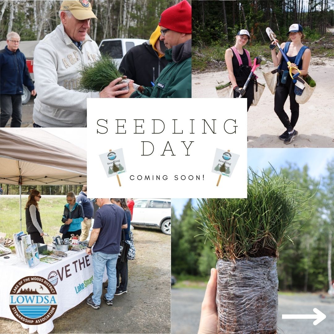 LOWDSA Seedling Day | Sunset Country, Ontario, Canada